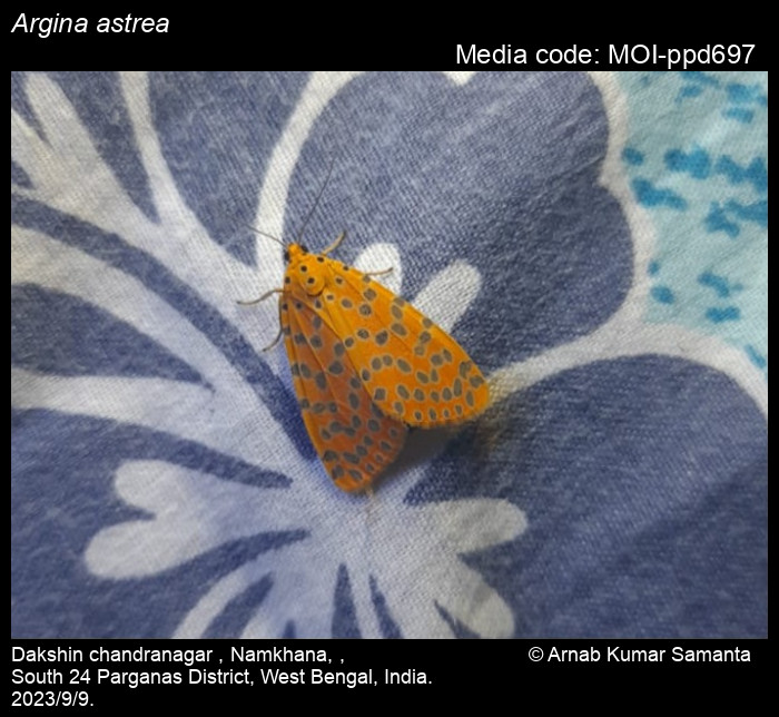 Argina astrea | Moths